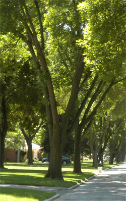 street tree - City of St Matthews